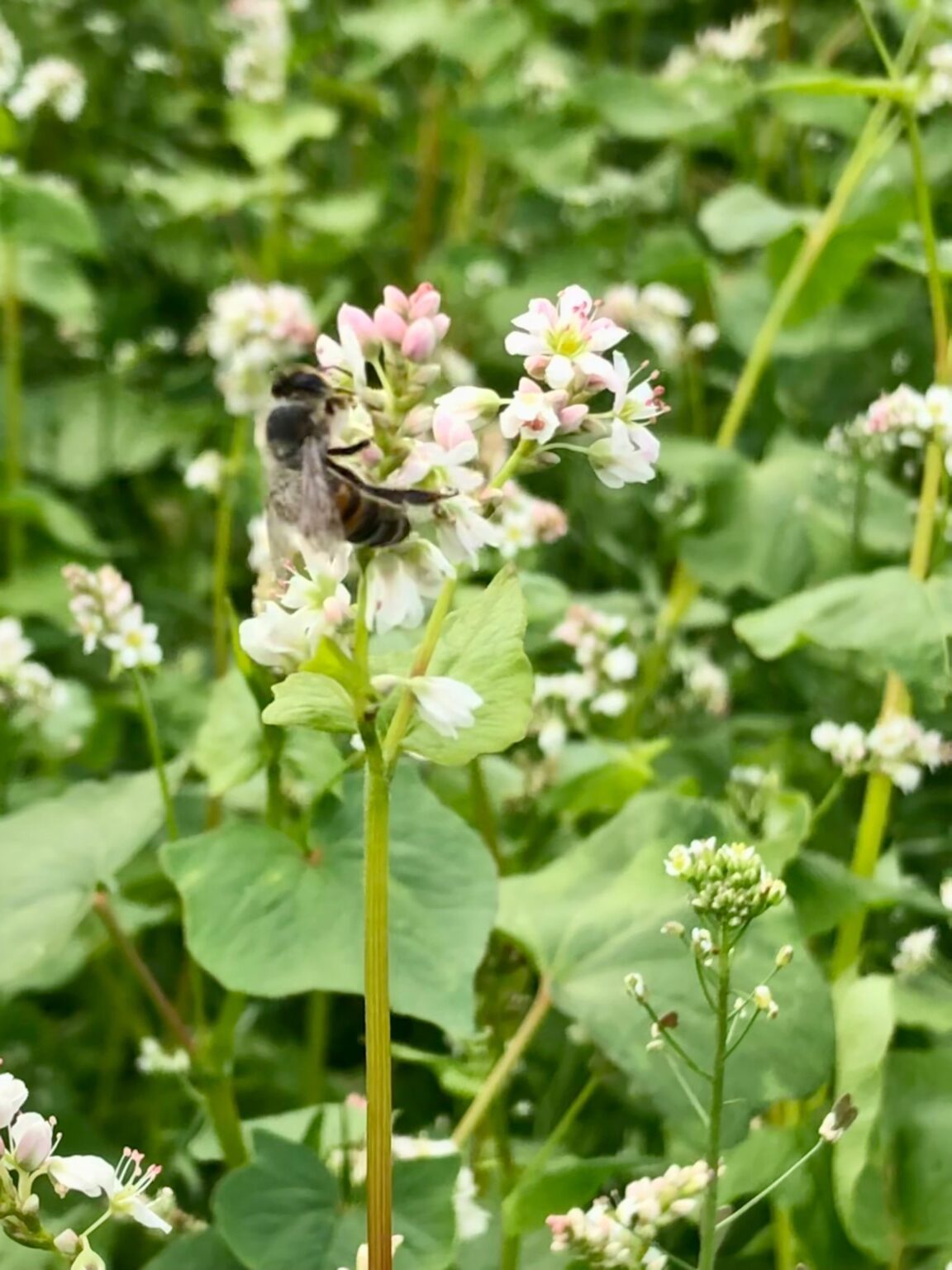 Gryka - ile wysiać, która odmiana najlepsza? Ile gryki na hektar ...