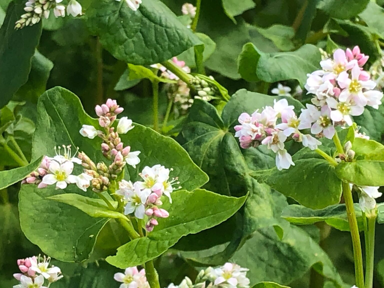 Gryka - ile wysiać, która odmiana najlepsza? Ile gryki na hektar ...