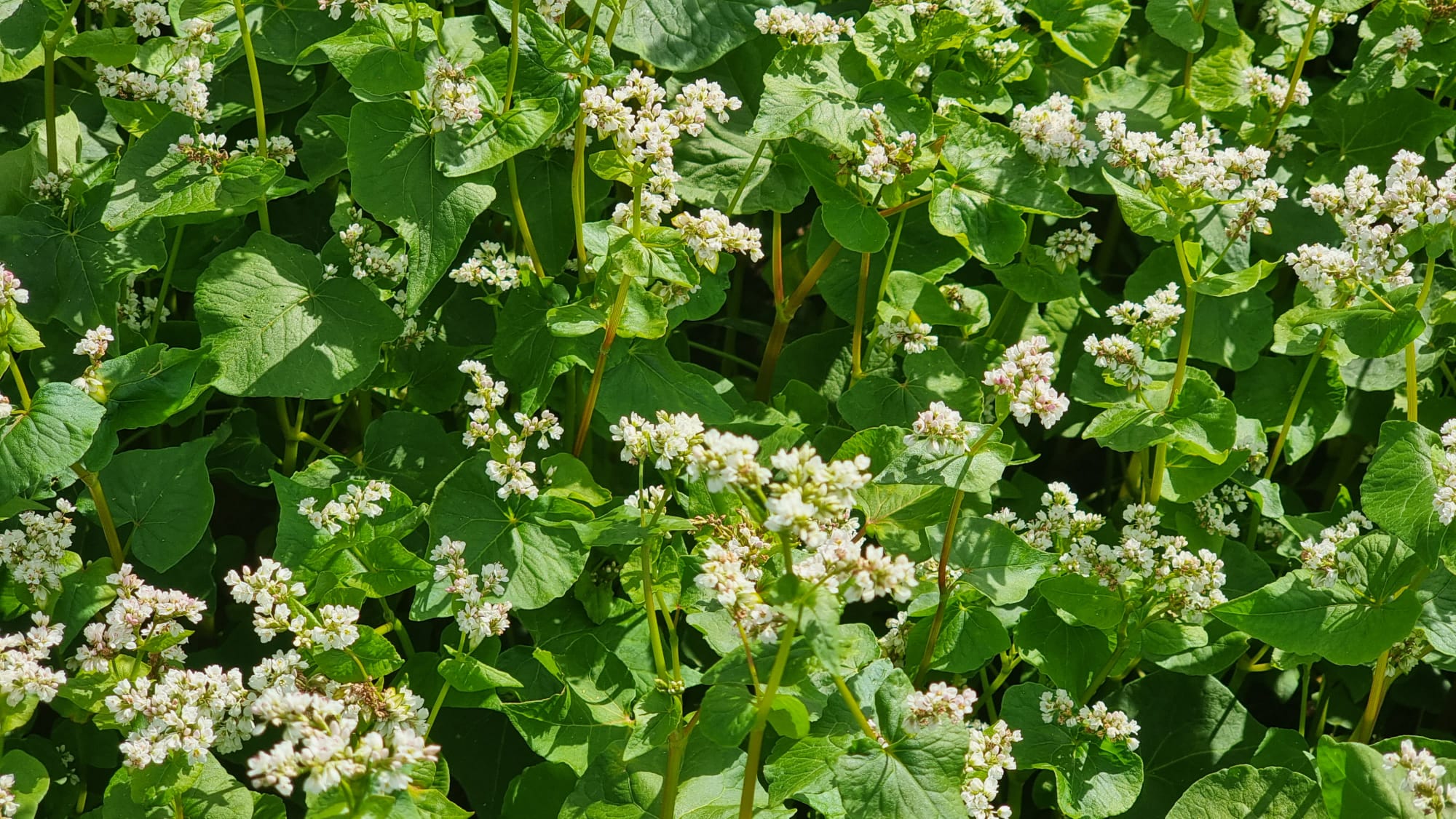Gryka - ile wysiać, która odmiana najlepsza? - Nasiona Ławrenowicz
